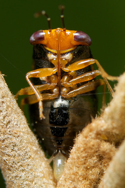 ムシをデザインしたのはダレ？: オオメカメムシ 産卵