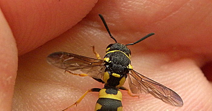 HUESCA Y LA SIERRA DE GUARA: AVISPAS ALFARERAS Eumeninae William Elford ...