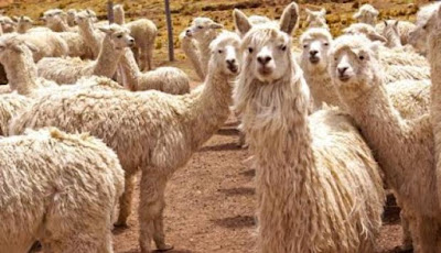 Alpaca Fibres