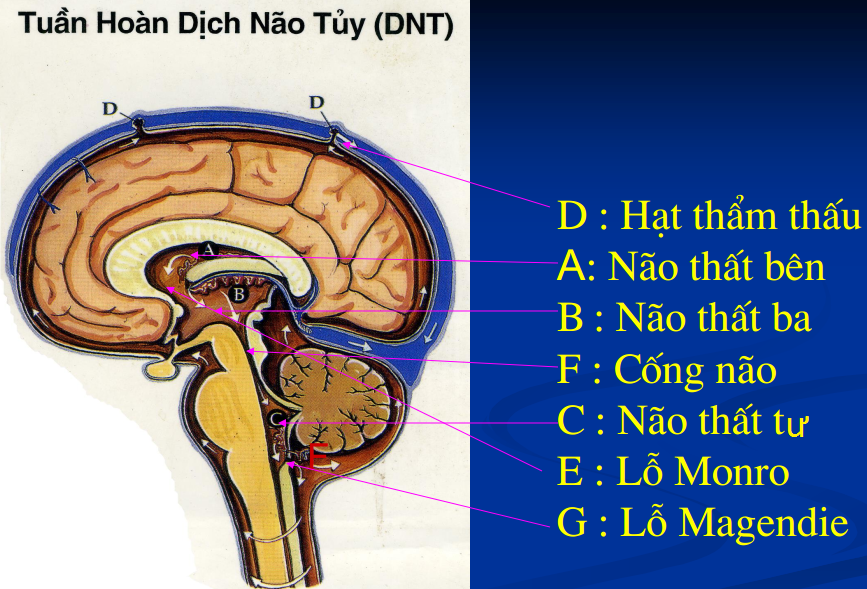 học Y: hội chứng tăng áp lực nội sọ