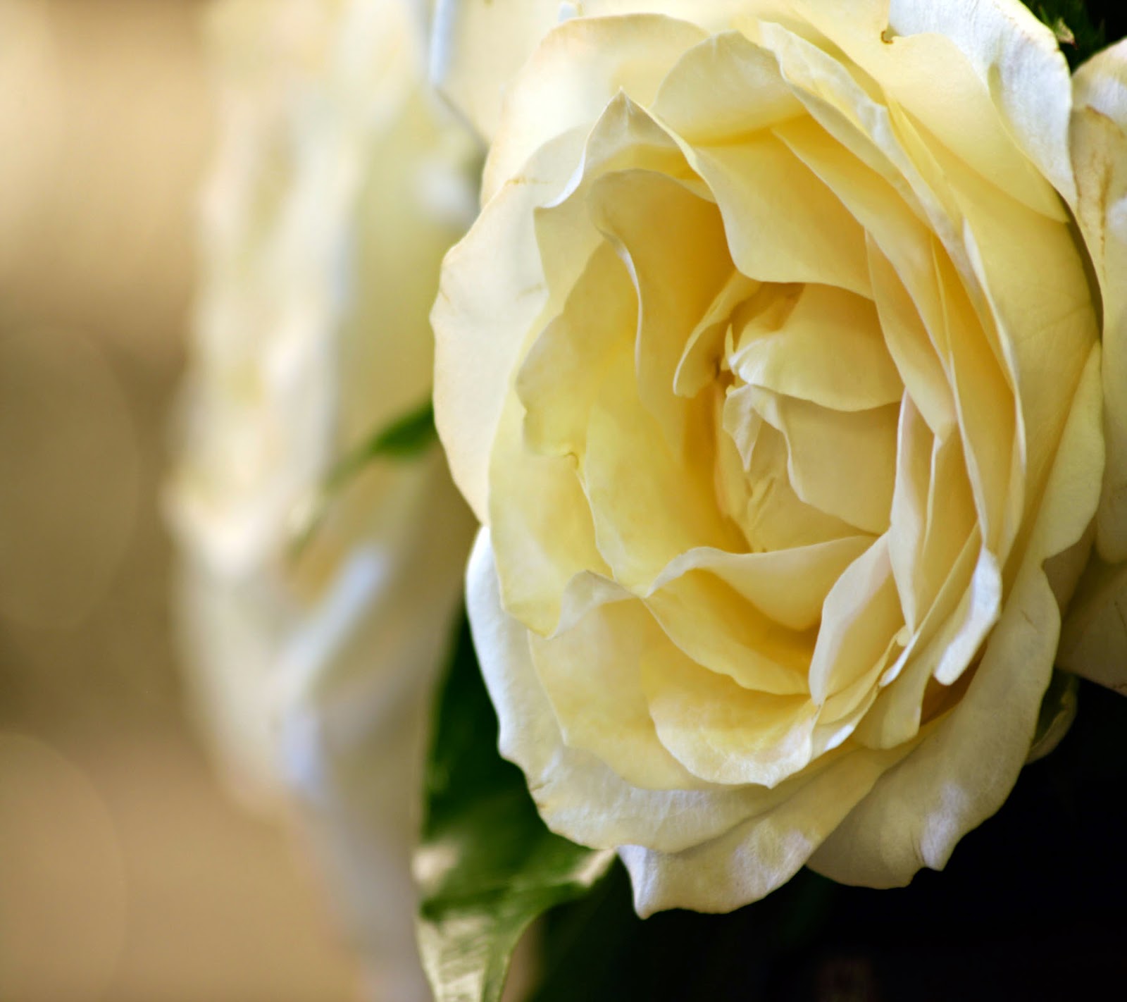 VIRGEN DEL CARMEN REINA DE LAS HUERTAS: FLORES A MARÍA