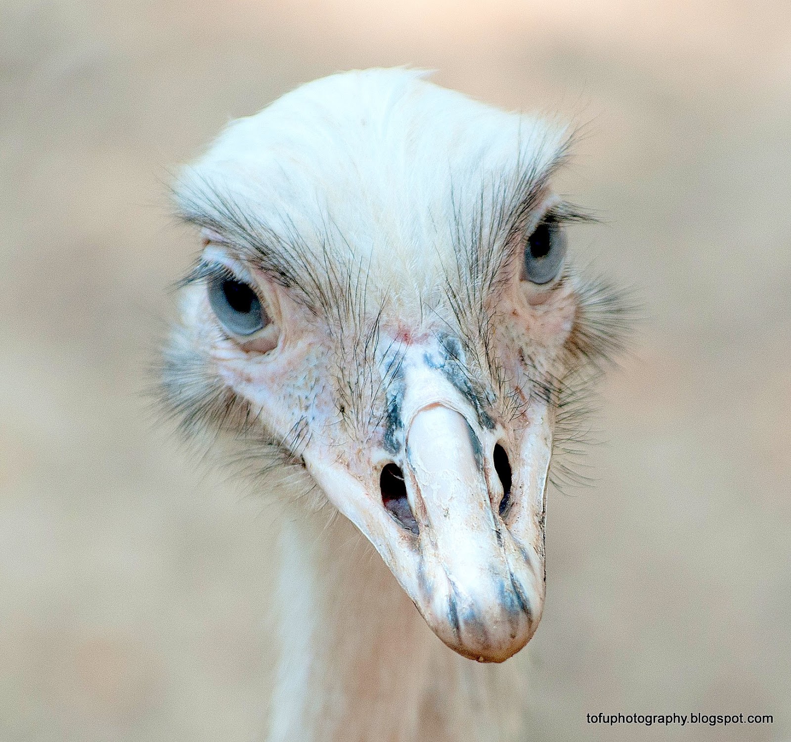 Tofu Photography: Rhea Bird pt 2