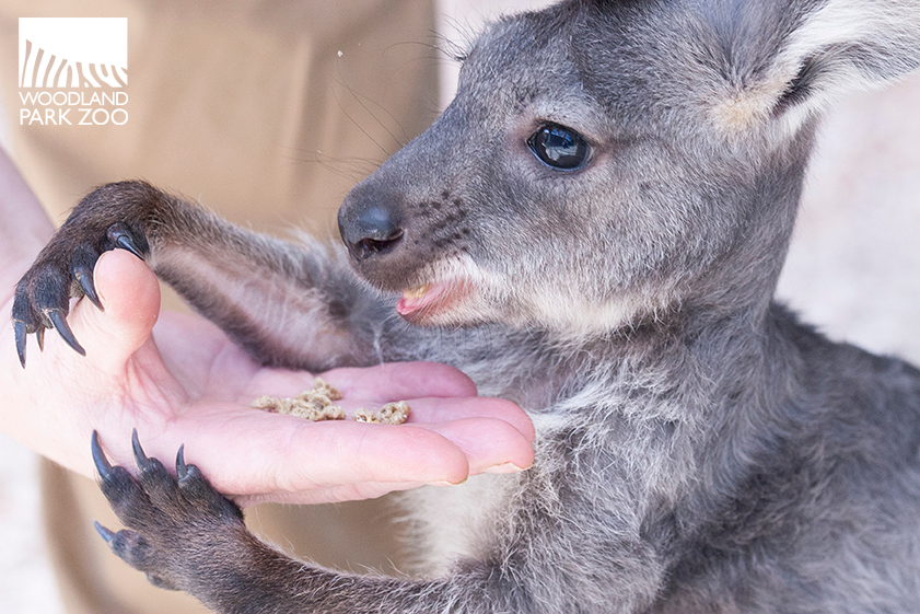 Baby Wallaroo
