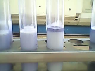 PPIT PASIR PUTEH: UJIAN BRUCELLA MILK RING TEST