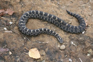 Muskoka Stewardship Connection: Species at Risk in Muskoka: A guided ...