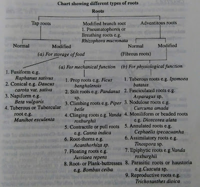 Roots: modified roots and functions of root-digieduco
