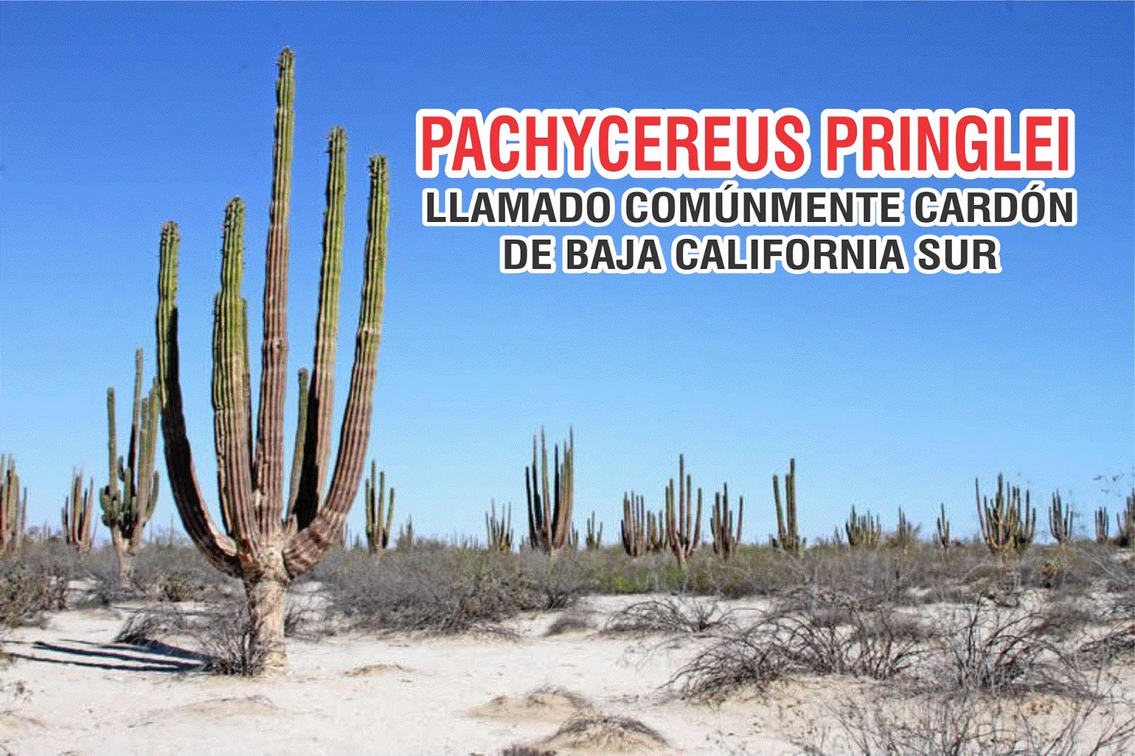 LA PAZ, BAJA CALIFORNIA SUR, MEXICO: El Cardon (Pachycereus pringlei ...