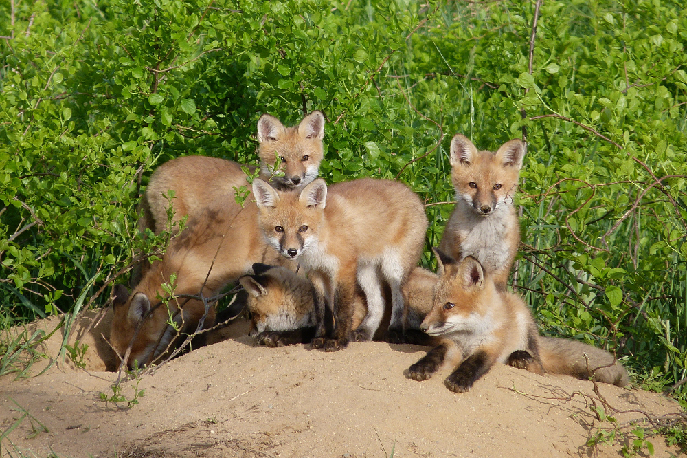 Connecticut Audubon Society: Fox family growing