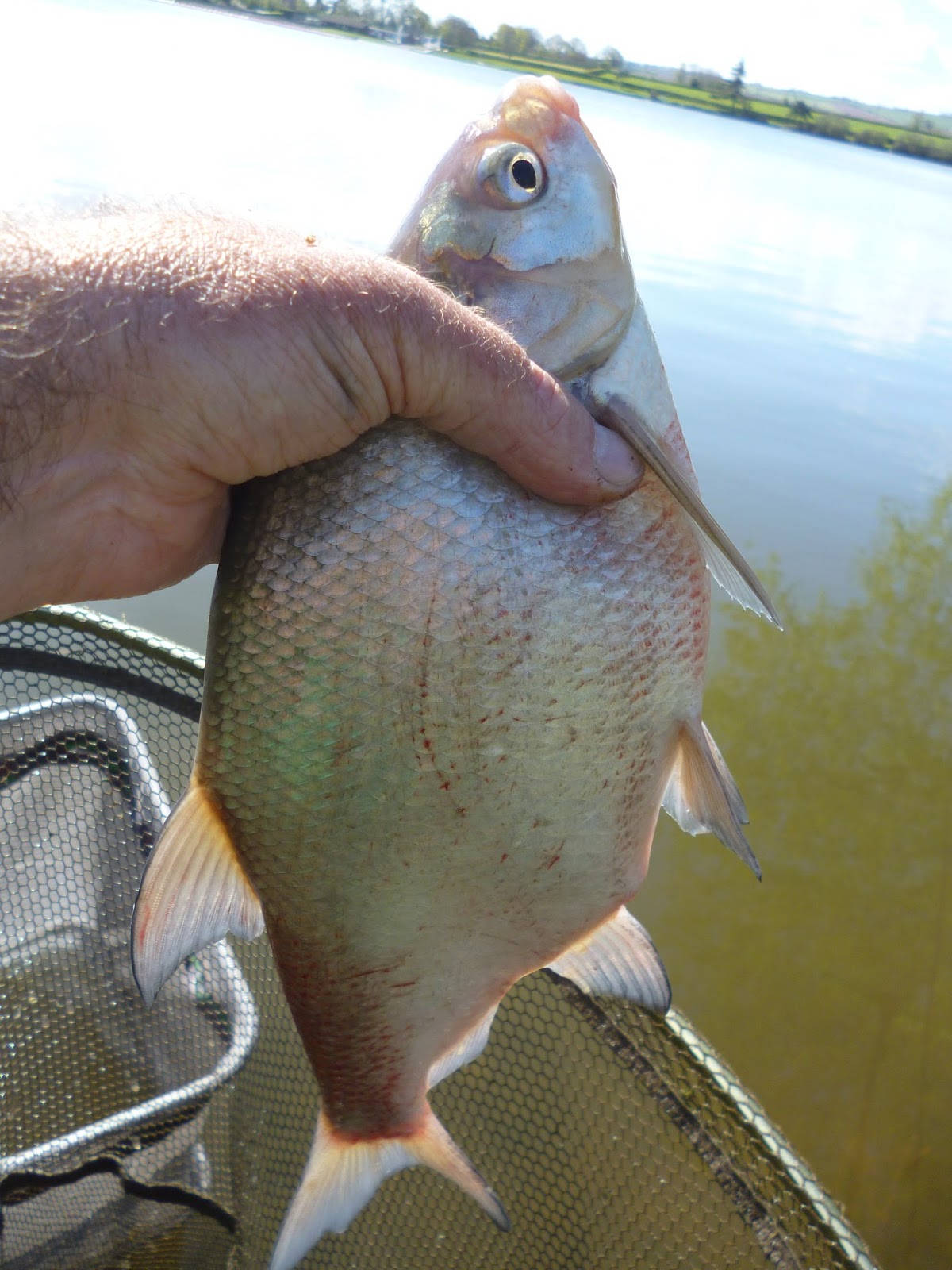 Ivan's Angle: Sunday 24th April - Durleigh Reservoir.