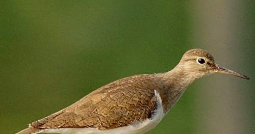 Common sandpiper images | Birds of India | Bird World