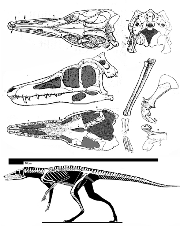 Escenarios prehistóricos: Pseudhesperosuchus