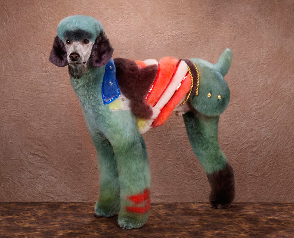 Creative Dog Grooming ~ DIGITAL NEWS