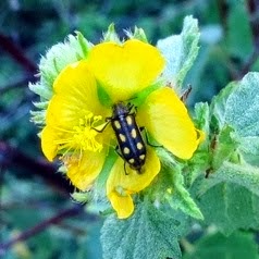 Hiking Curaçao - Flora and Fauna: Small yellow flower with yellow and ...