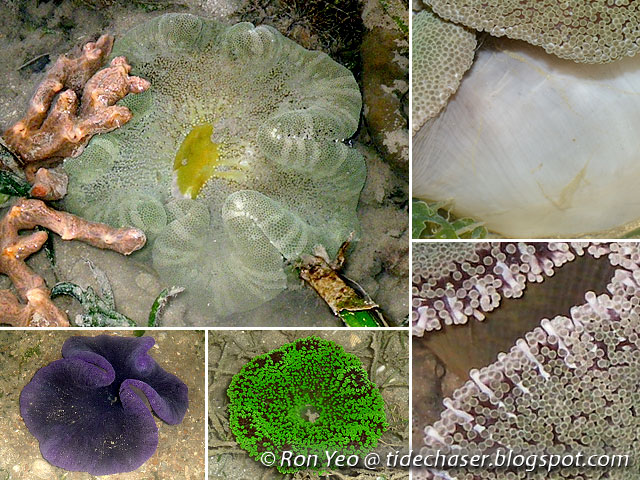 tHE tiDE cHAsER: Sea Anemones (Phylum Cnidaria: Order Actiniaria) of ...