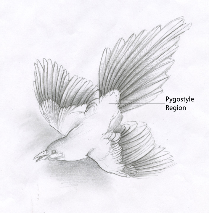 Sandy Scott Art: #418 In the studio: Bird anatomy, con't