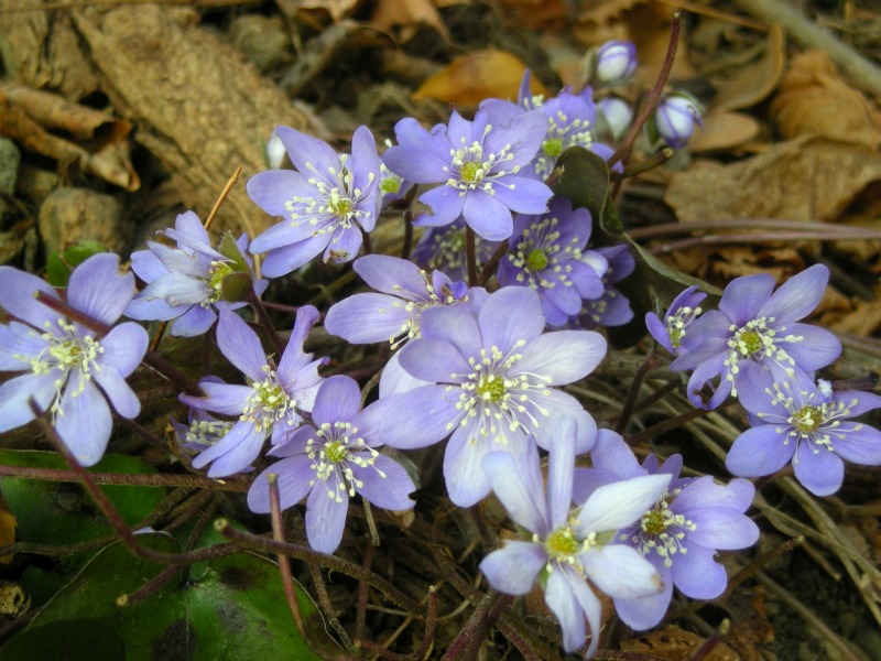 Annuk Creations - Color and Light Inspirations in Jewelry: FIRST SPRING ...