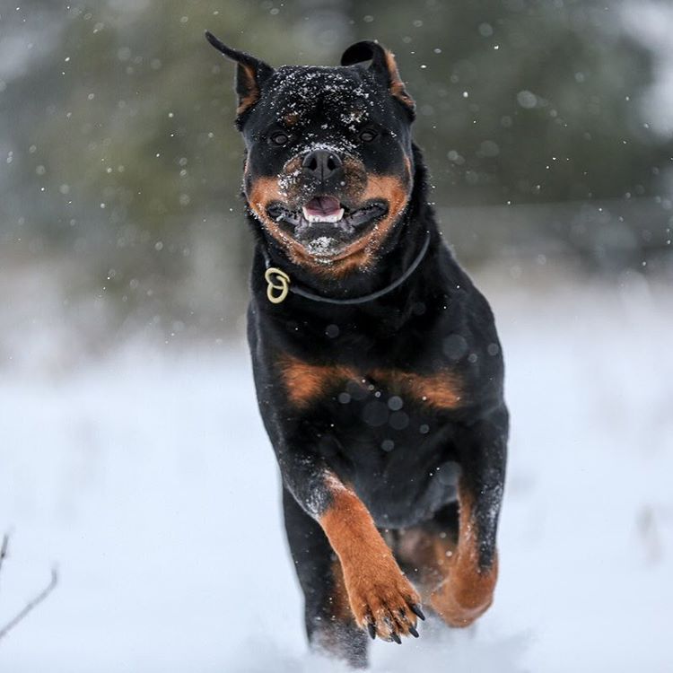 Best friend! Gorgeous Rottweiler! - My Interests