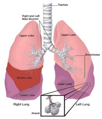 Rita's blog: Anatomi Fisiologi Sistem Respirasi