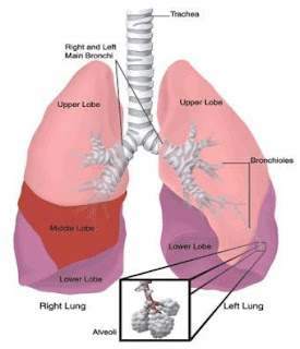 Rita's blog: Anatomi Fisiologi Sistem Respirasi