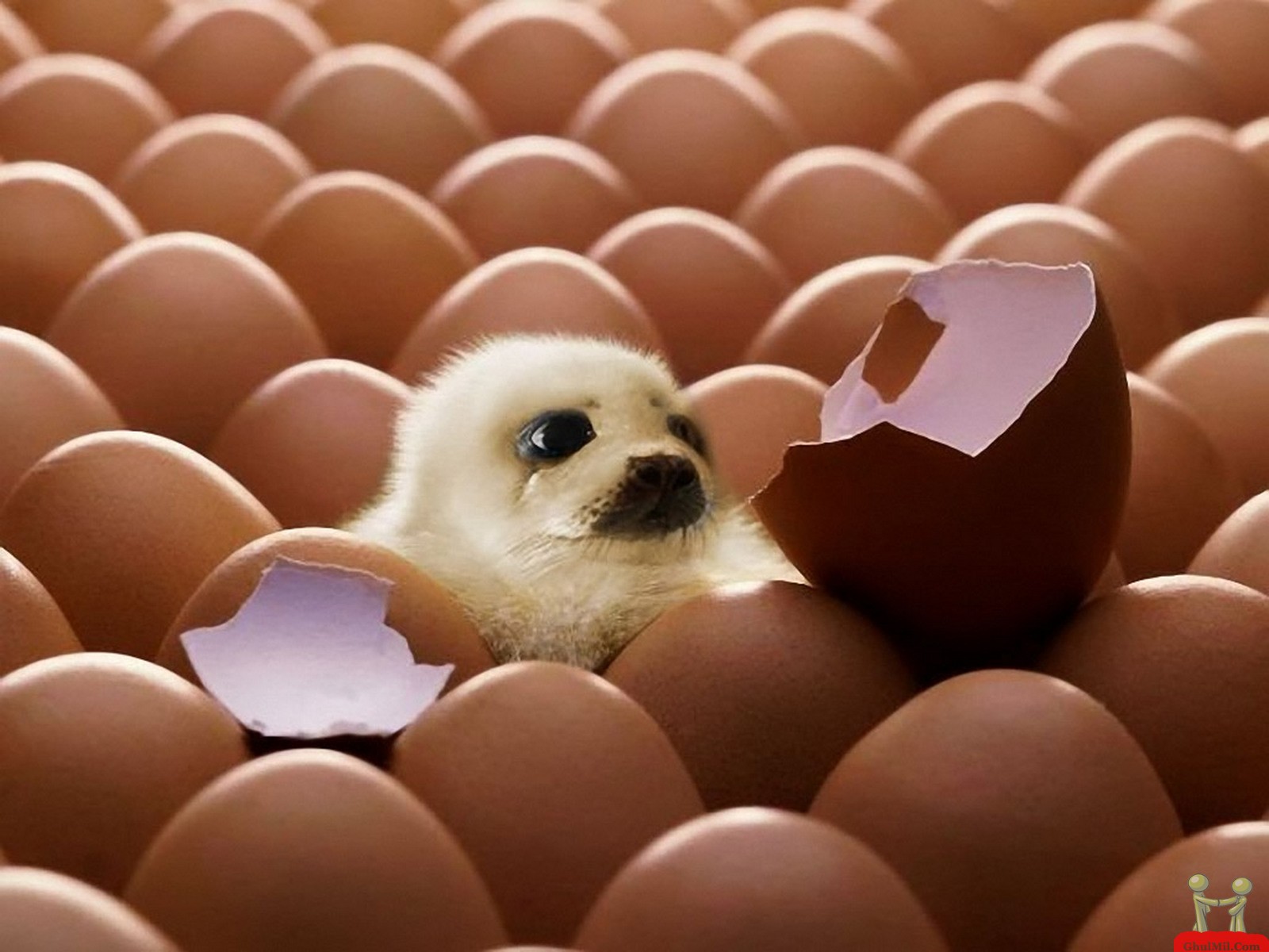 Very Funny HD Backgrounds ~ Wallpaper & Pictures