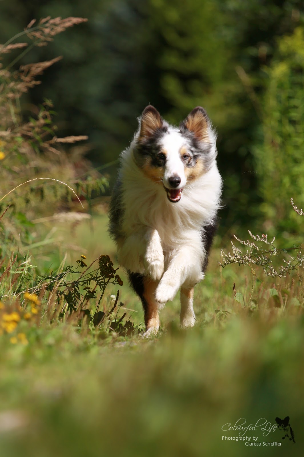 Pinselpfoten: 21.Fotoshooting mit Shelti Fjelli