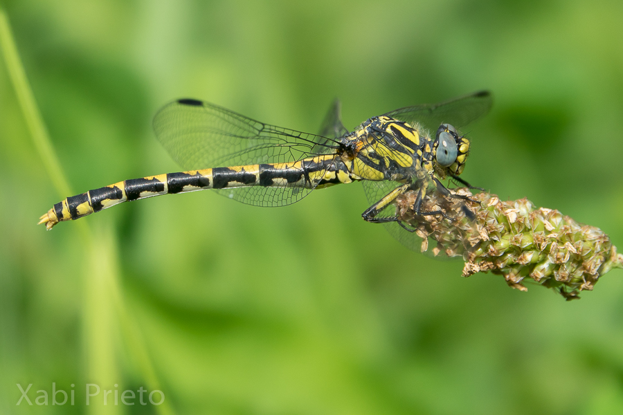 Bichos e demais familia: Libélulas de río