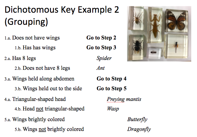 TJHS - Life Science: Dichotomous Key Examples