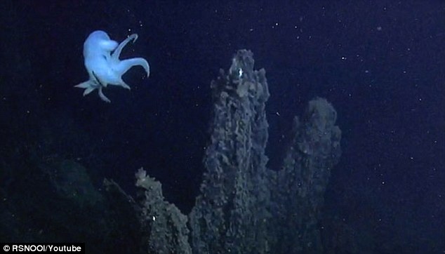 The animal zone: Ghost of the abyss: Eerie dance of the deep-sea ...