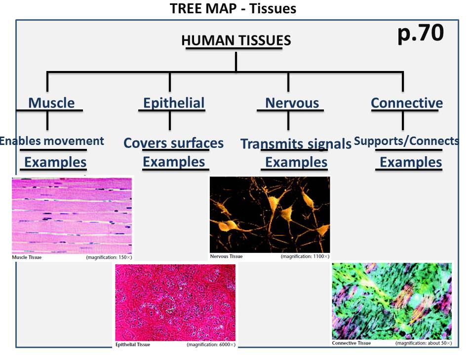 Welcome to Mr.Chapman's Biology Class Blog - Come on in, the learning ...