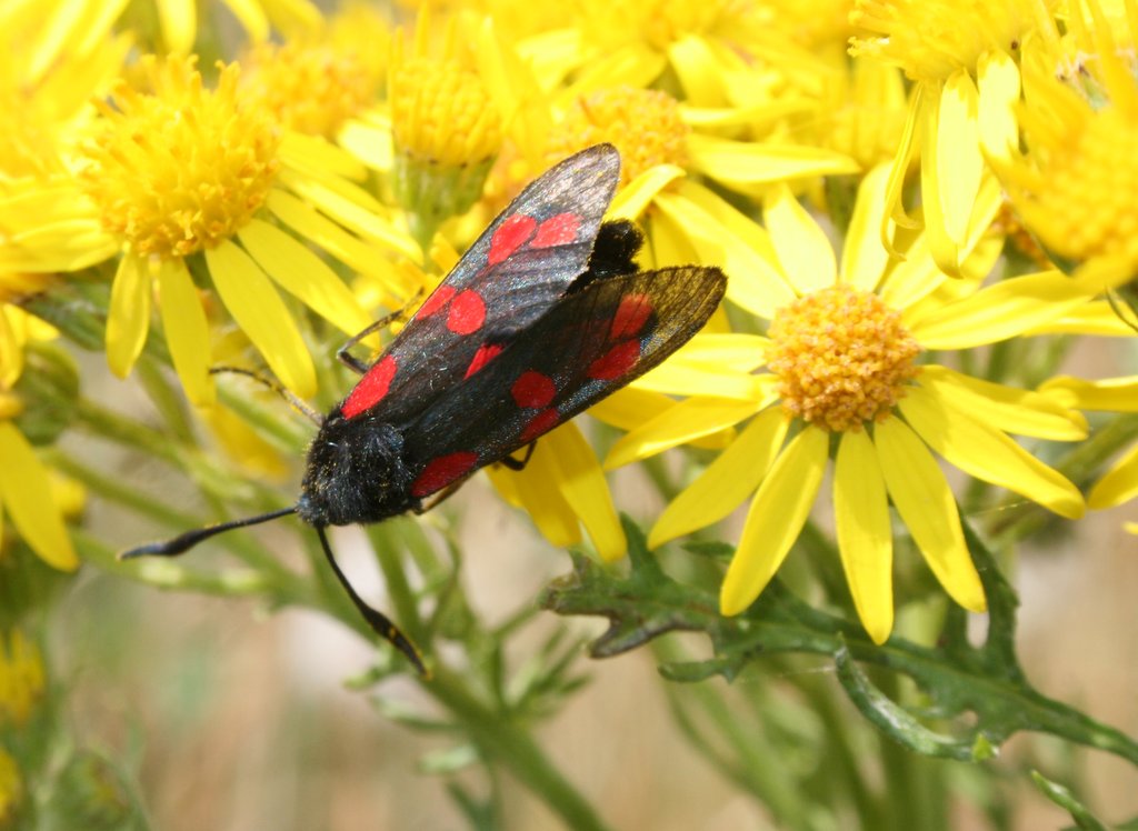 A life at the shoreline. .. by Jeff Copner : Six-spot Burnet Moth