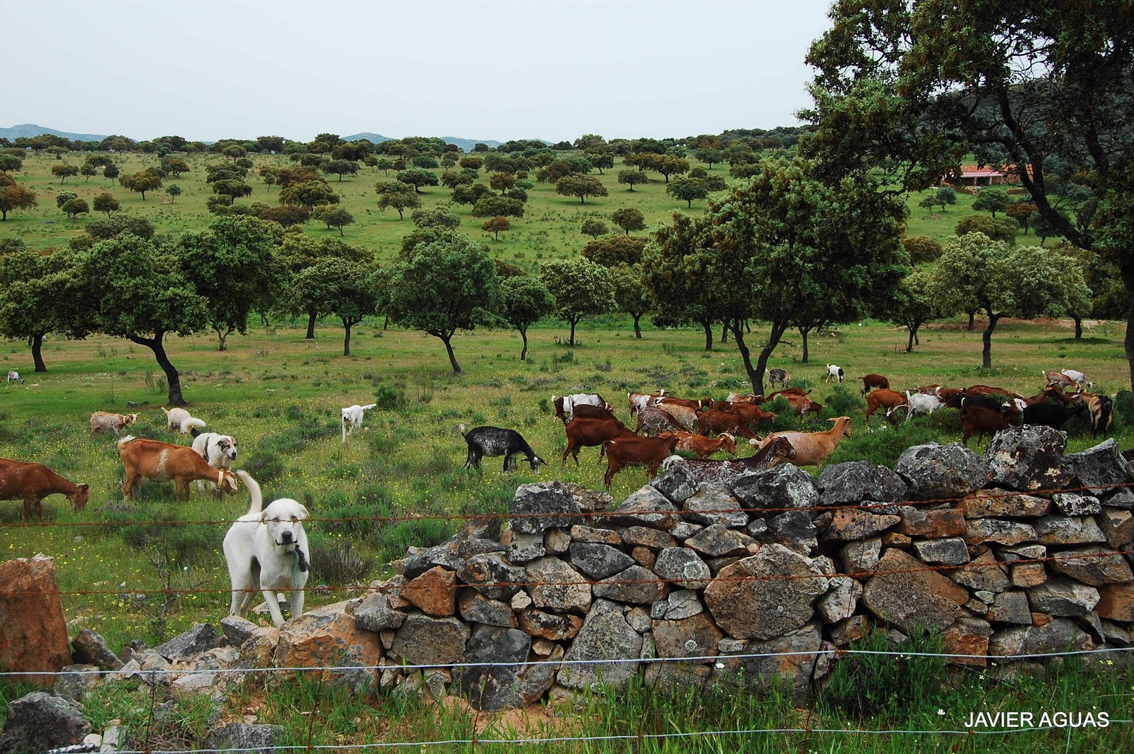 Lagartijo: EN PASTORÍA.