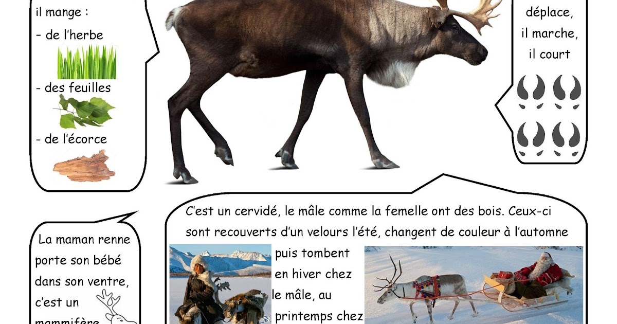 Le Journal de Nounou Sophie: Bilan de la semaine 49 - Le renne