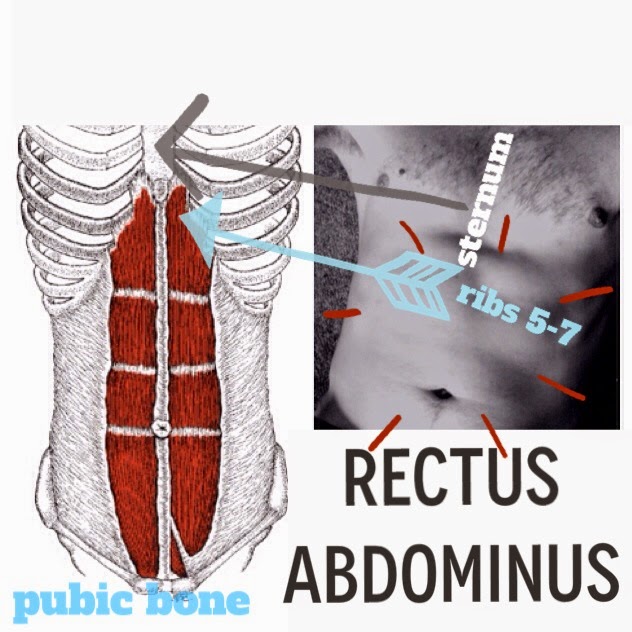 The Hip Joint: Rectus Abdominus - Abdominal Group