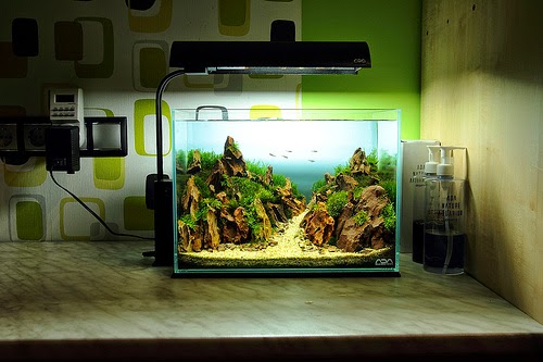 Inilah 10 Ide Kreasi Untuk Membuat Mini Aquascape - Ikan Hias Air Tawar