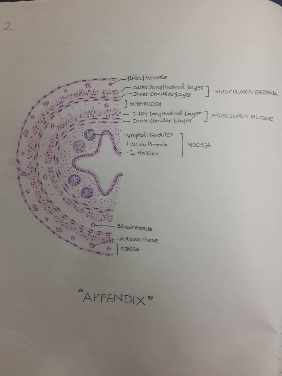 Histology Diagrams for 2nd Year MBBS