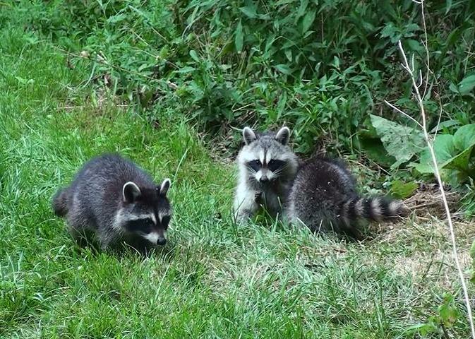 Tales From The Wilds: Raccoon Kits, Gray Fox Kits and Skunks at the ...