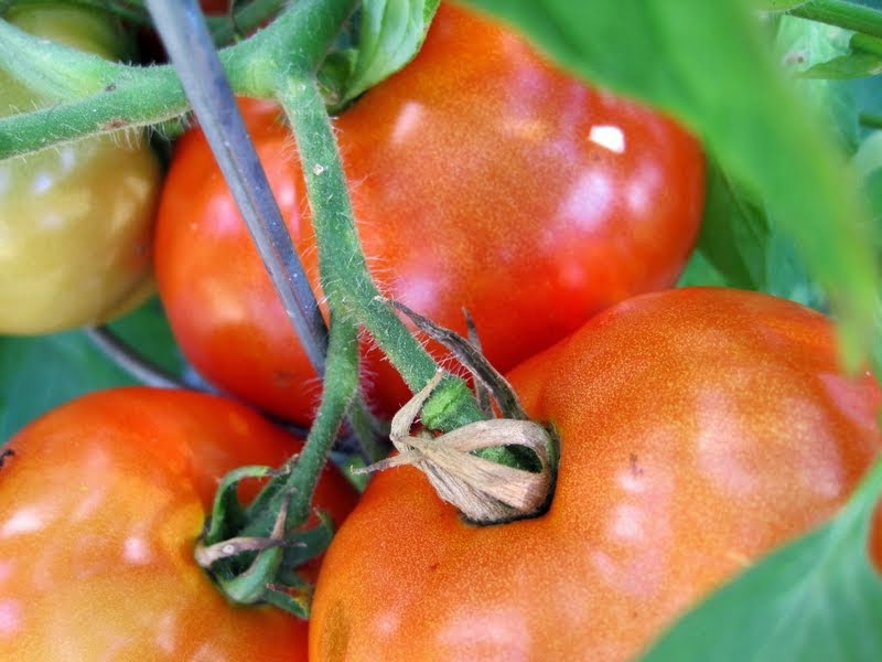 Mr. Micawber's Recipe for Happiness: First Tomato