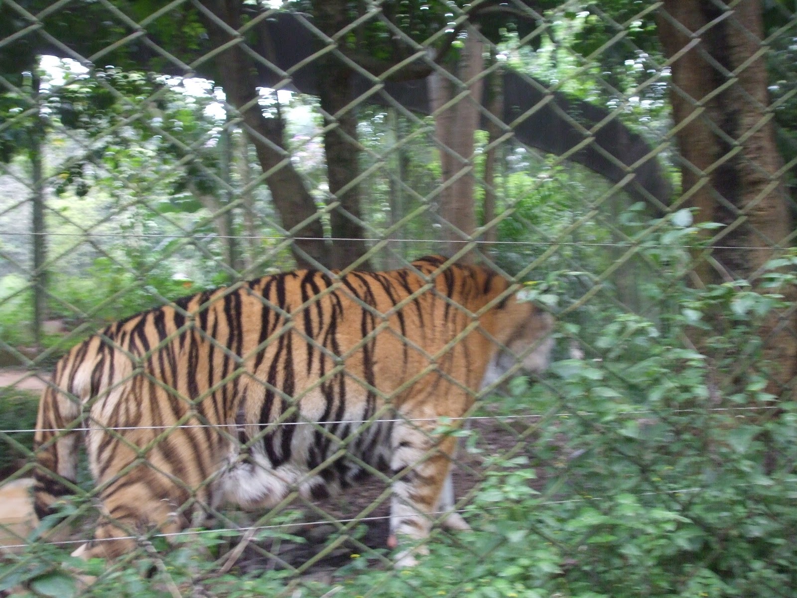EU SOU DONA DE MIM: PASSEIO AO SIMBA SAFARI DE SÃO PAULO