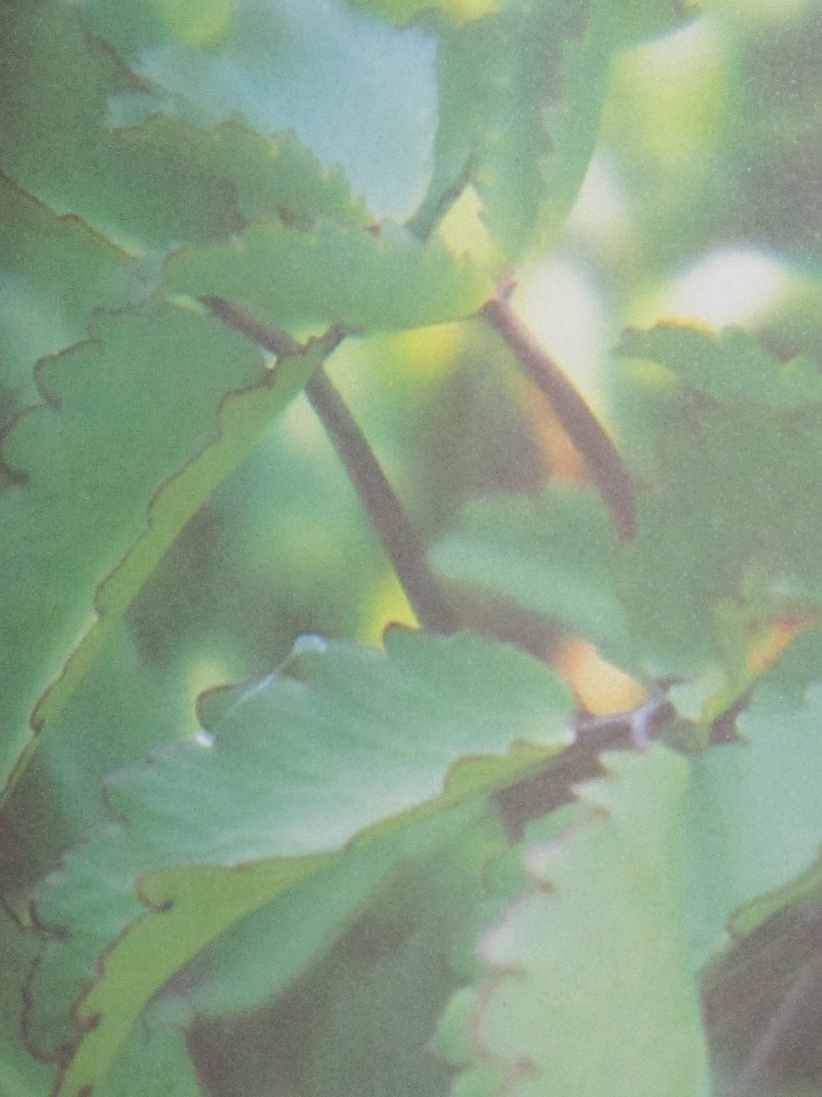 herbal leaves, herbal medicine plants and treatments: March 18, 2012