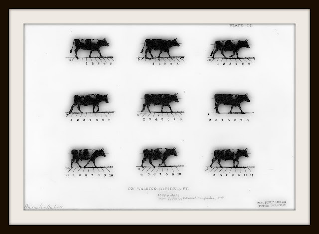 storybrookeripples: ox and dog blog: To Make an Single Ox Yoke, Part 2