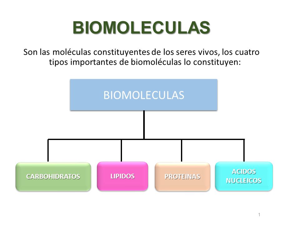 Los Bioelementos y las Biomoléculas
