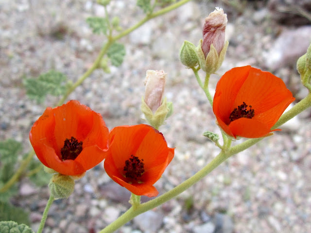 Plant Profile: Apricot Globe Mallow (Sphaeralcea ambigua)