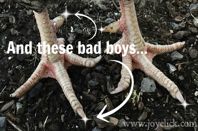 How to train a rooster to be nice (or at least to stop attacking you ...