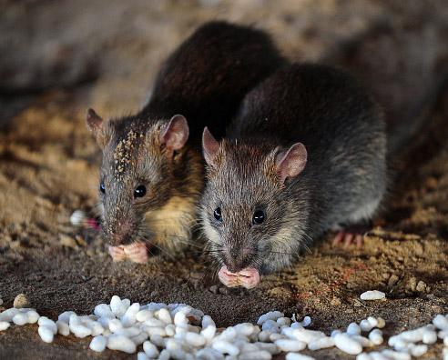 Tikus besar tahan racun bakal serang penduduk Britain | My Pest News