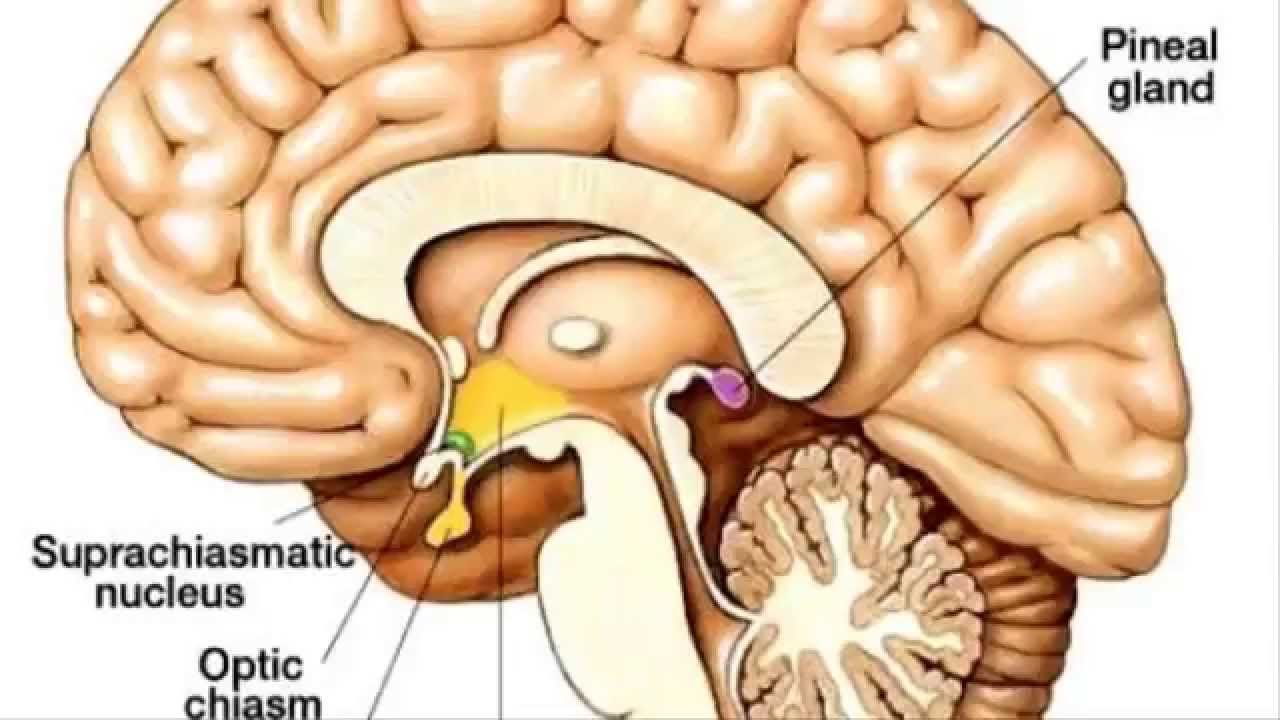 Expansão e Percepção: A Glândula Pineal ou Epífise