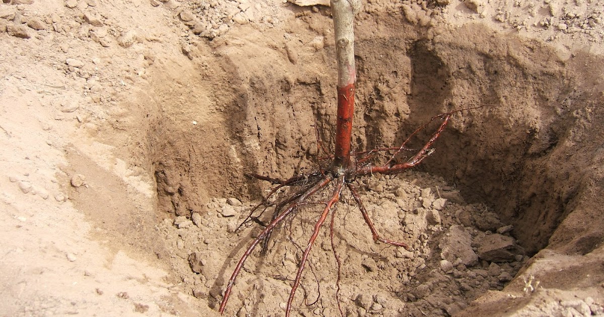 Grafted Fruit Tree Planting Part 2: Plant Your Tree!