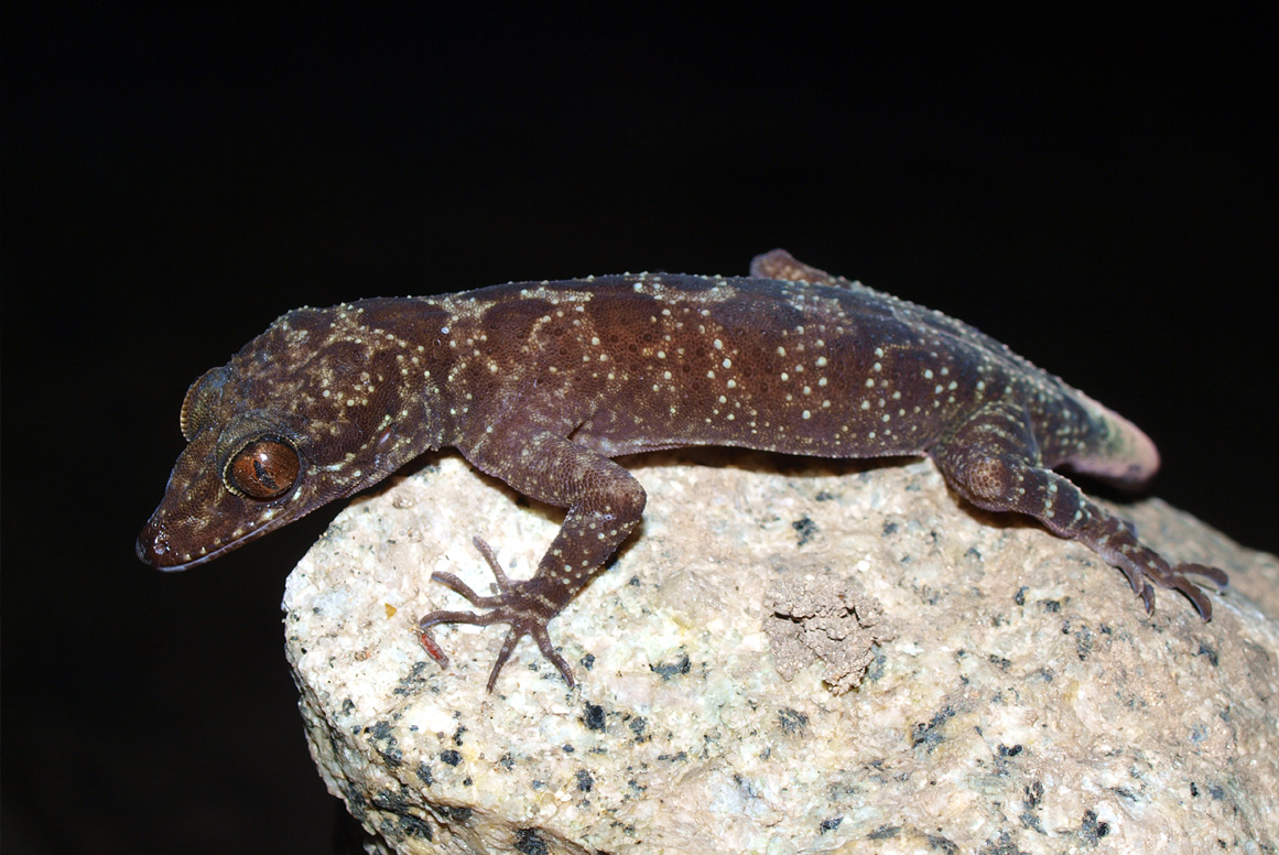 Species New to Science: [Herpetology • 2013] Cyrtodactylus kingsadai ...