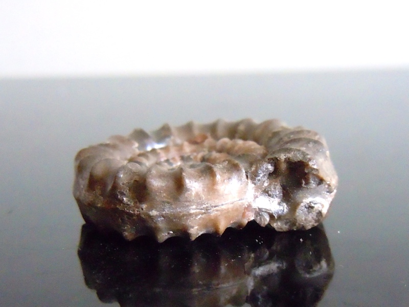 Fossils & Antiques: Fossil Ammonite: Echioceras raricostatum