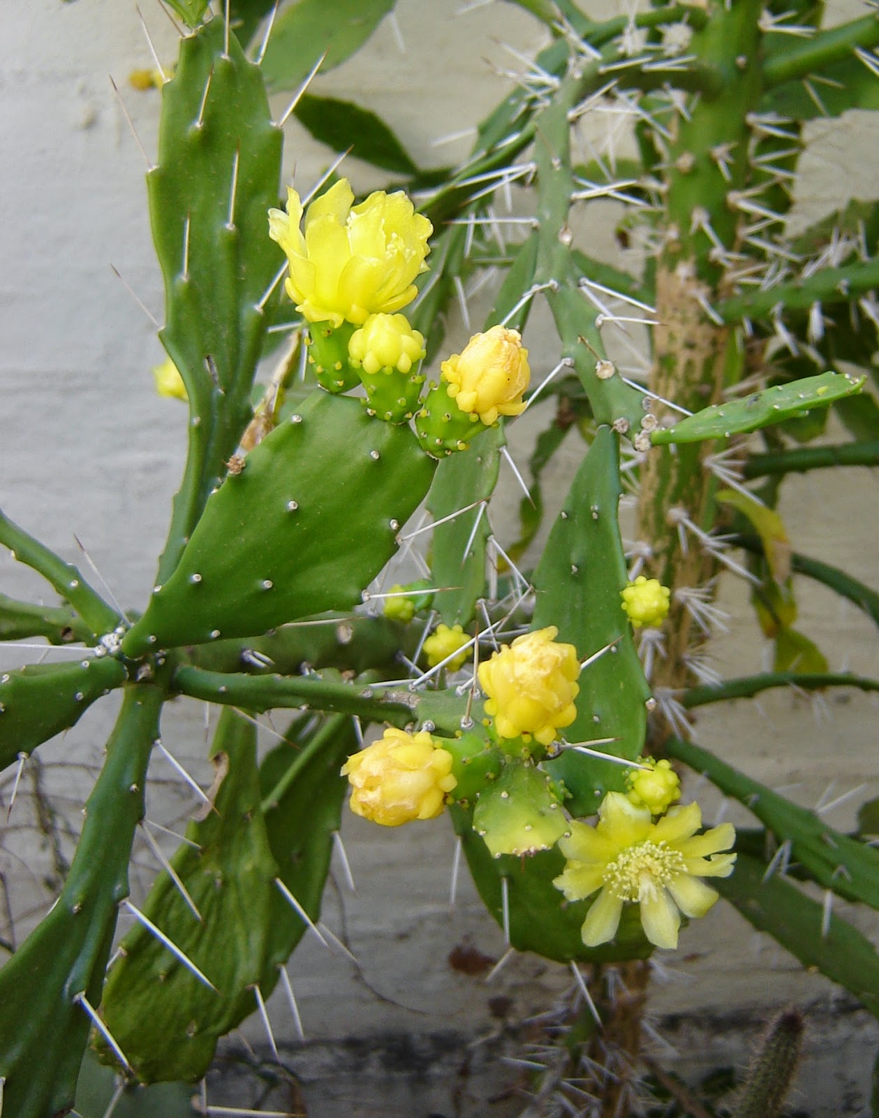 tutuna mituna: Brasilopuntia / Tuna arbórea