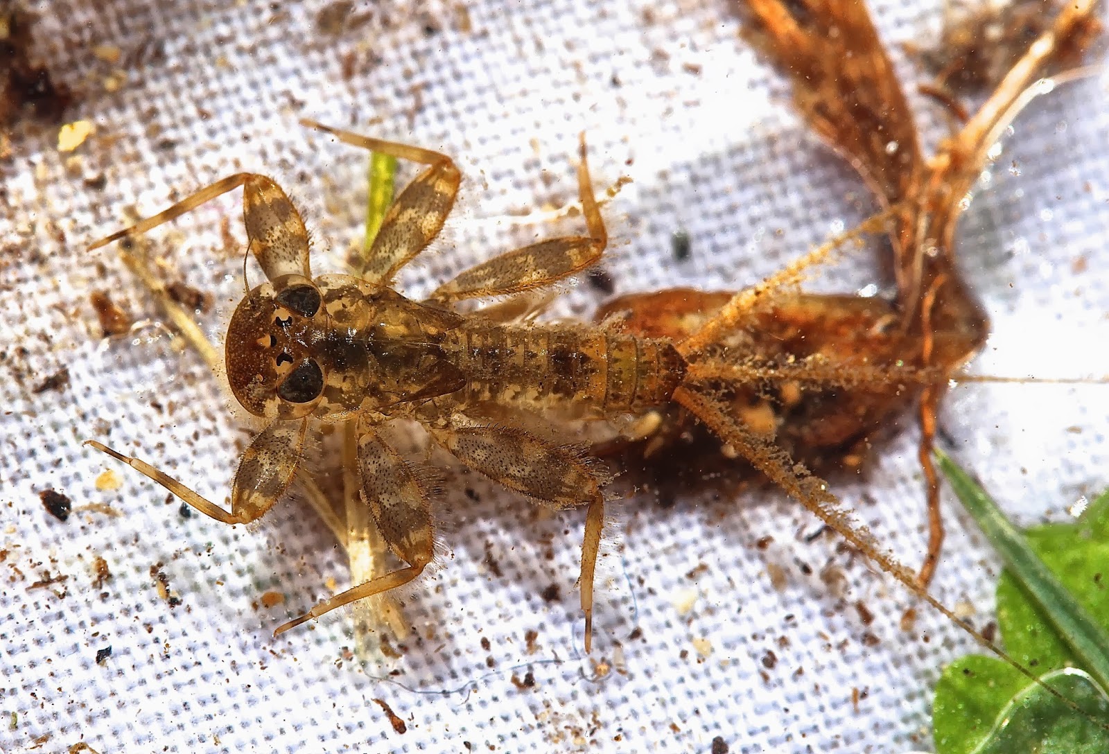 Aquatic Insects of Central Virginia: The small winter stonefly ...